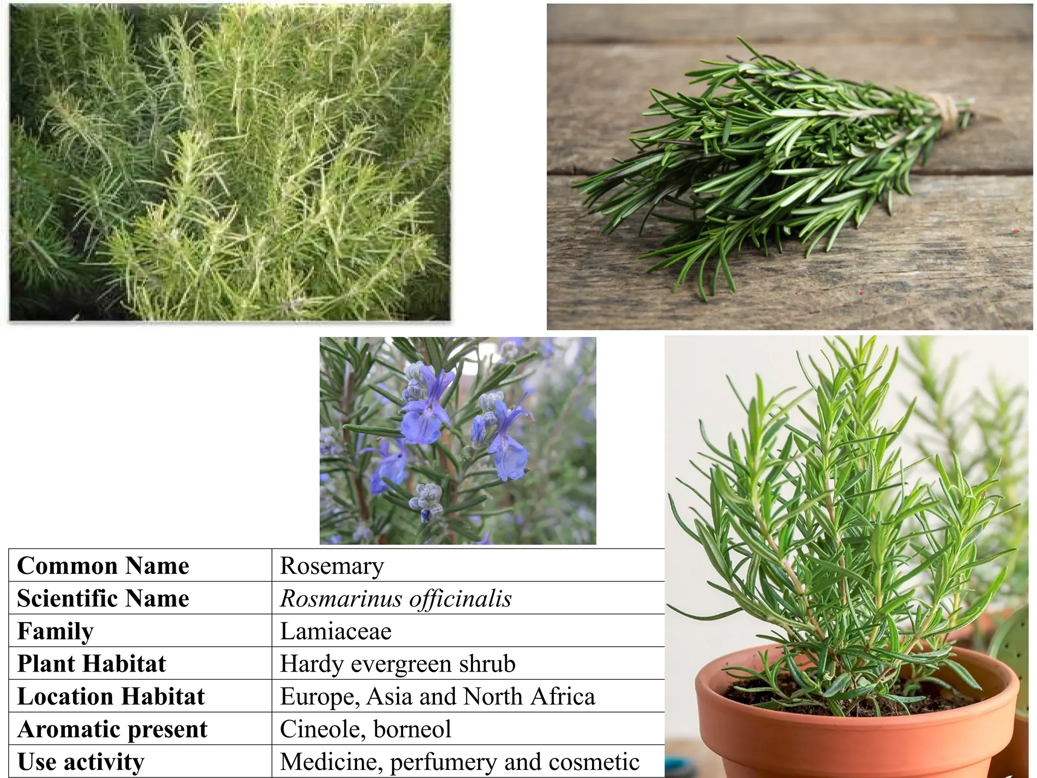 Identification and description of aromatic plants | PPTX