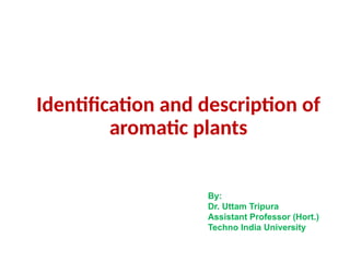 Identification and description of aromatic plants | PPTX