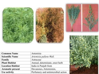 Identification and description of aromatic plants | PPTX