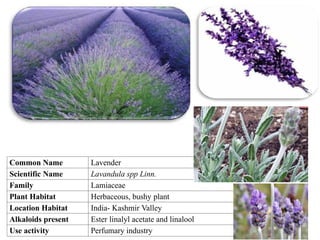 Identification and description of aromatic plants | PPT