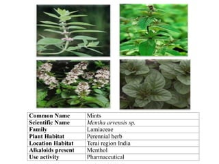Identification and description of aromatic plants | PPT