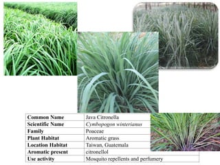 Identification and description of aromatic plants | PPT