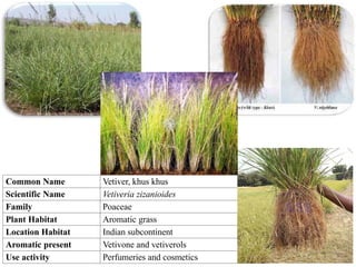 Identification and description of aromatic plants | PPTX