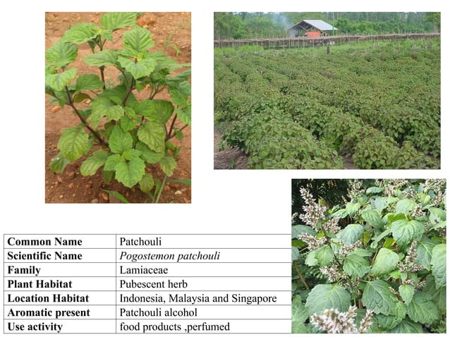Identification and description of aromatic plants | PPT