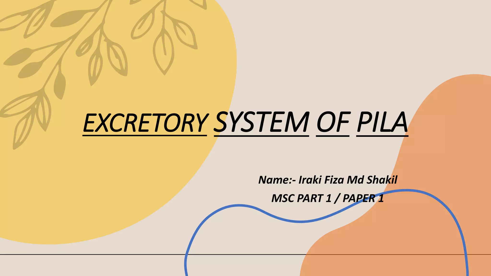 EXRETORY SYSTEM OF PILA.pptx