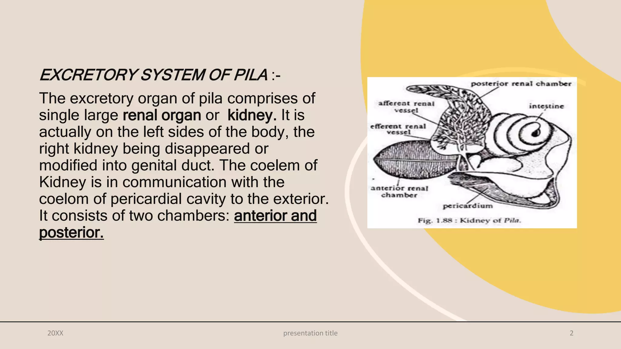EXRETORY SYSTEM OF PILA.pptx
