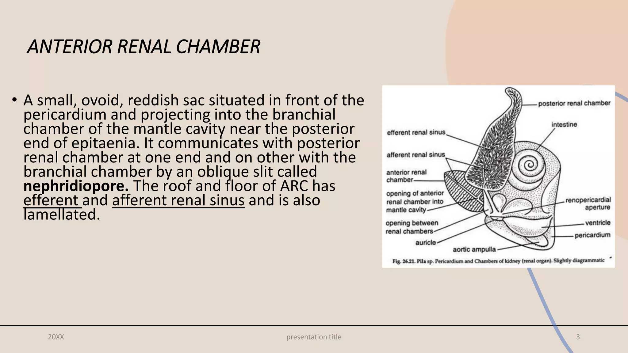 EXRETORY SYSTEM OF PILA.pptx
