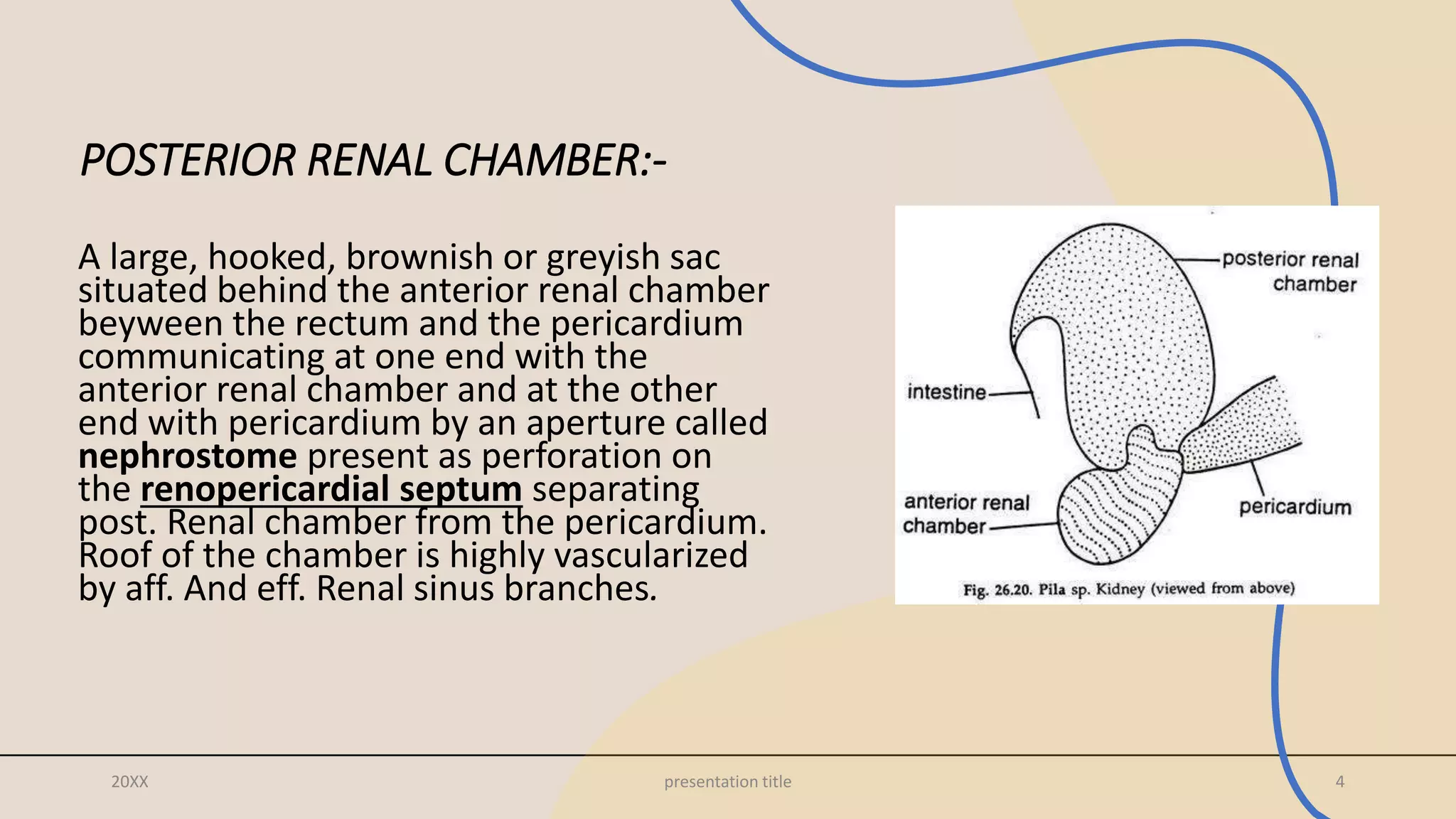 EXRETORY SYSTEM OF PILA.pptx
