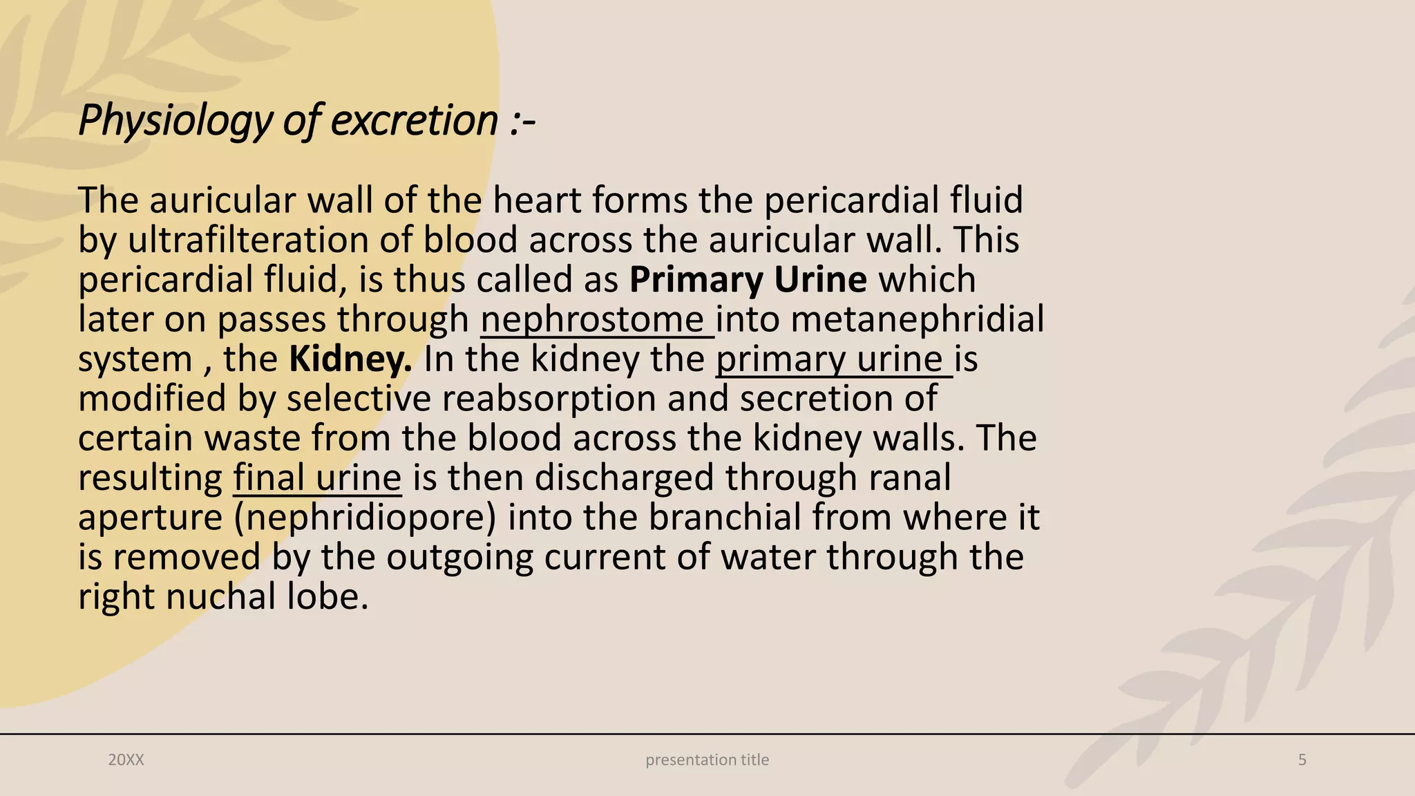 EXRETORY SYSTEM OF PILA.pptx