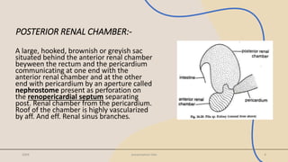 EXRETORY SYSTEM OF PILA.pptx