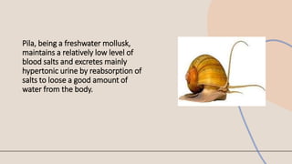 EXRETORY SYSTEM OF PILA.pptx