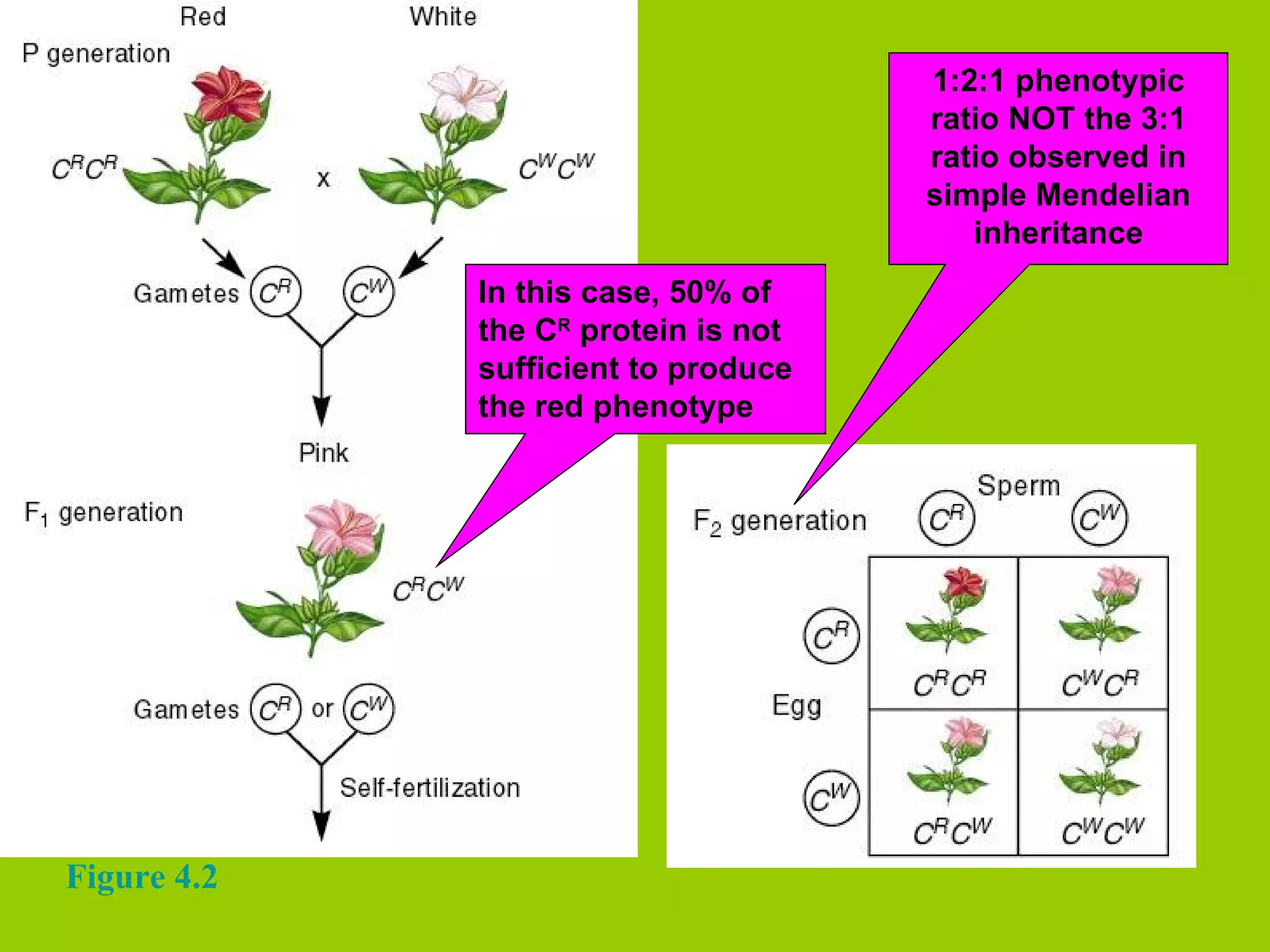 Extended inheritance patterns | PPT