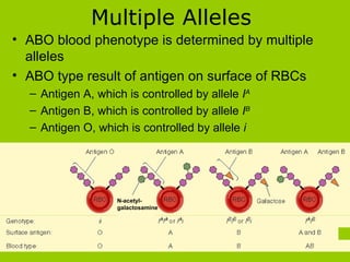 Extended inheritance patterns | PPT