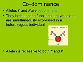 Extended inheritance patterns | PPT