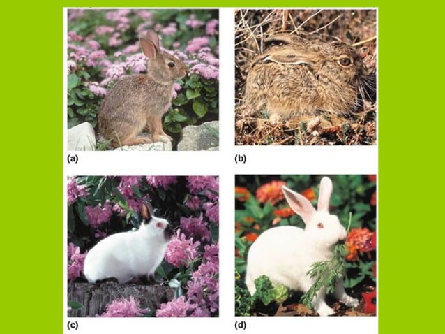 Extended inheritance patterns | PPT