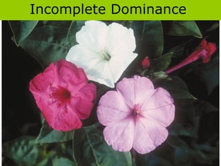 Extended inheritance patterns | PPT