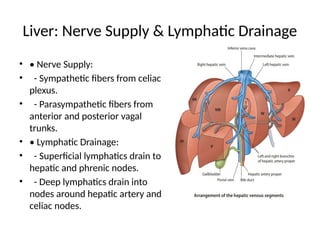 Extended_Liver_and_Biliary_Anatomy_.pptx