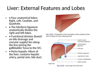 Extended_Liver_and_Biliary_Anatomy_.pptx