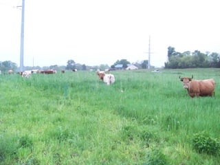 Extending the Grazing Season | PDF