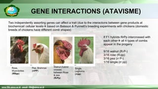 Extensions of Mendelism.ppt
