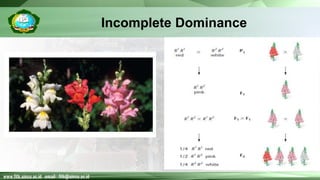 Extensions of Mendelism.ppt