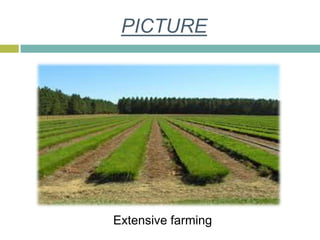 Extensive Farming