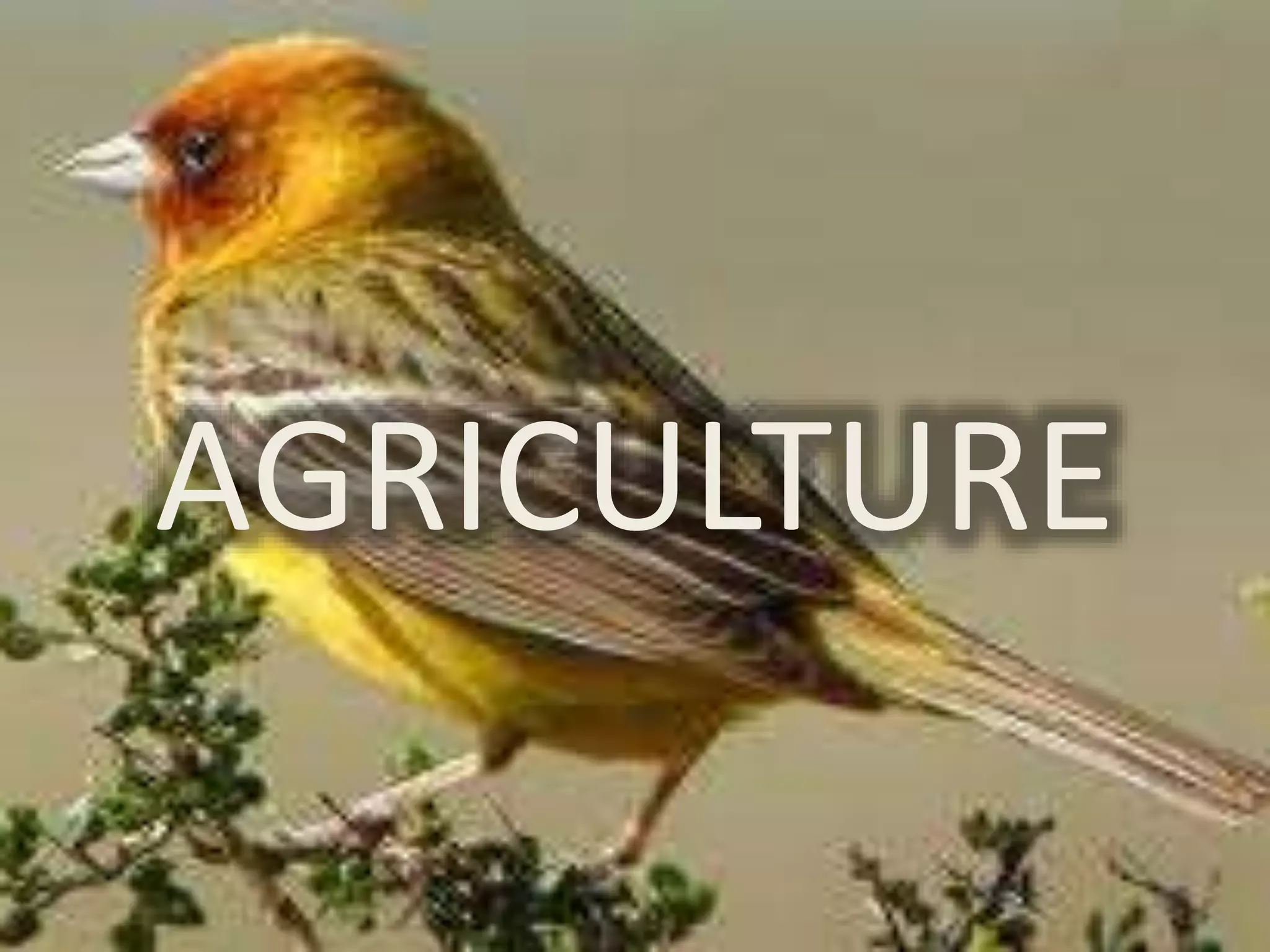 Agriculture--Extensive farming | PPT