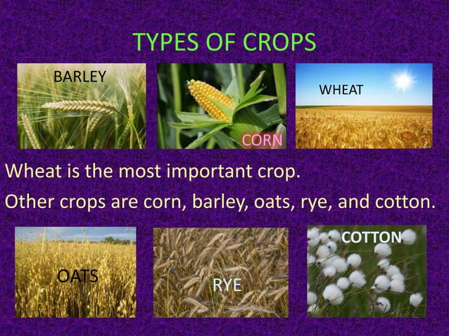 Agriculture--Extensive farming | PPT