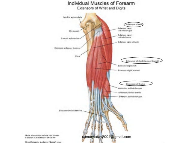 Extensor 1