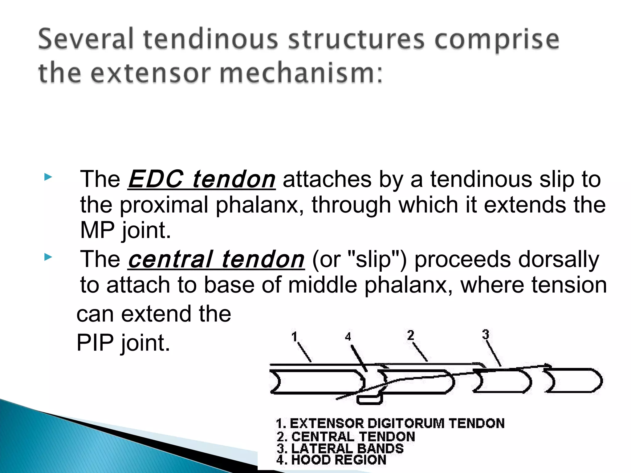 Extensor apparatus hand | PPT