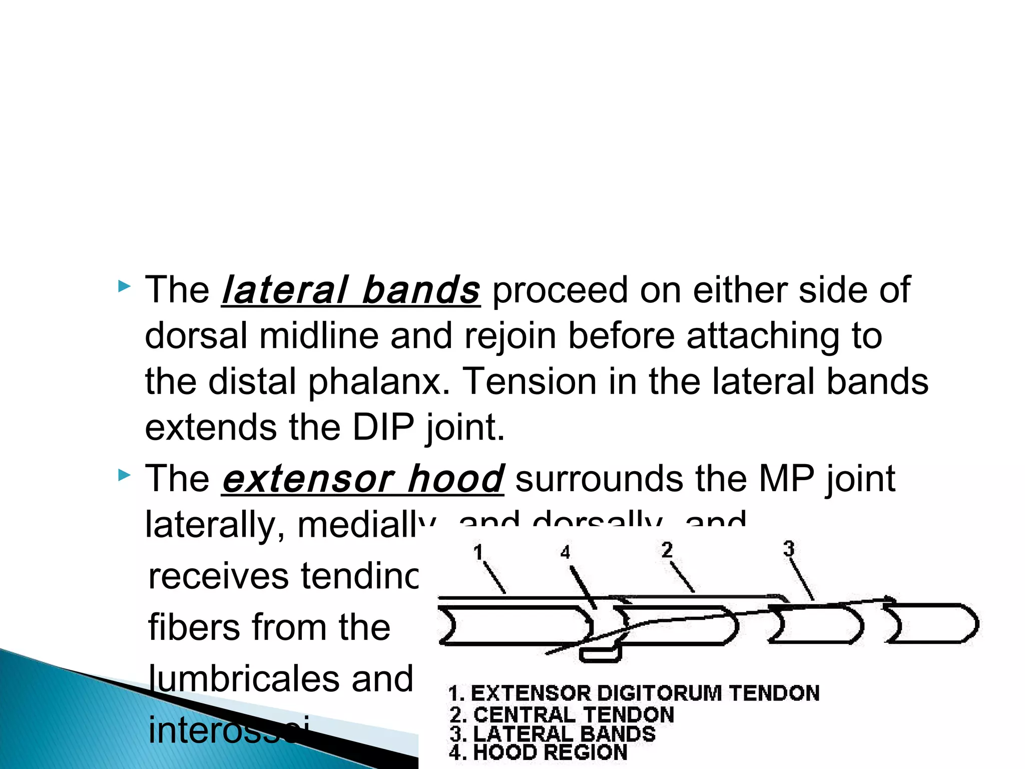 Extensor apparatus hand | PPT