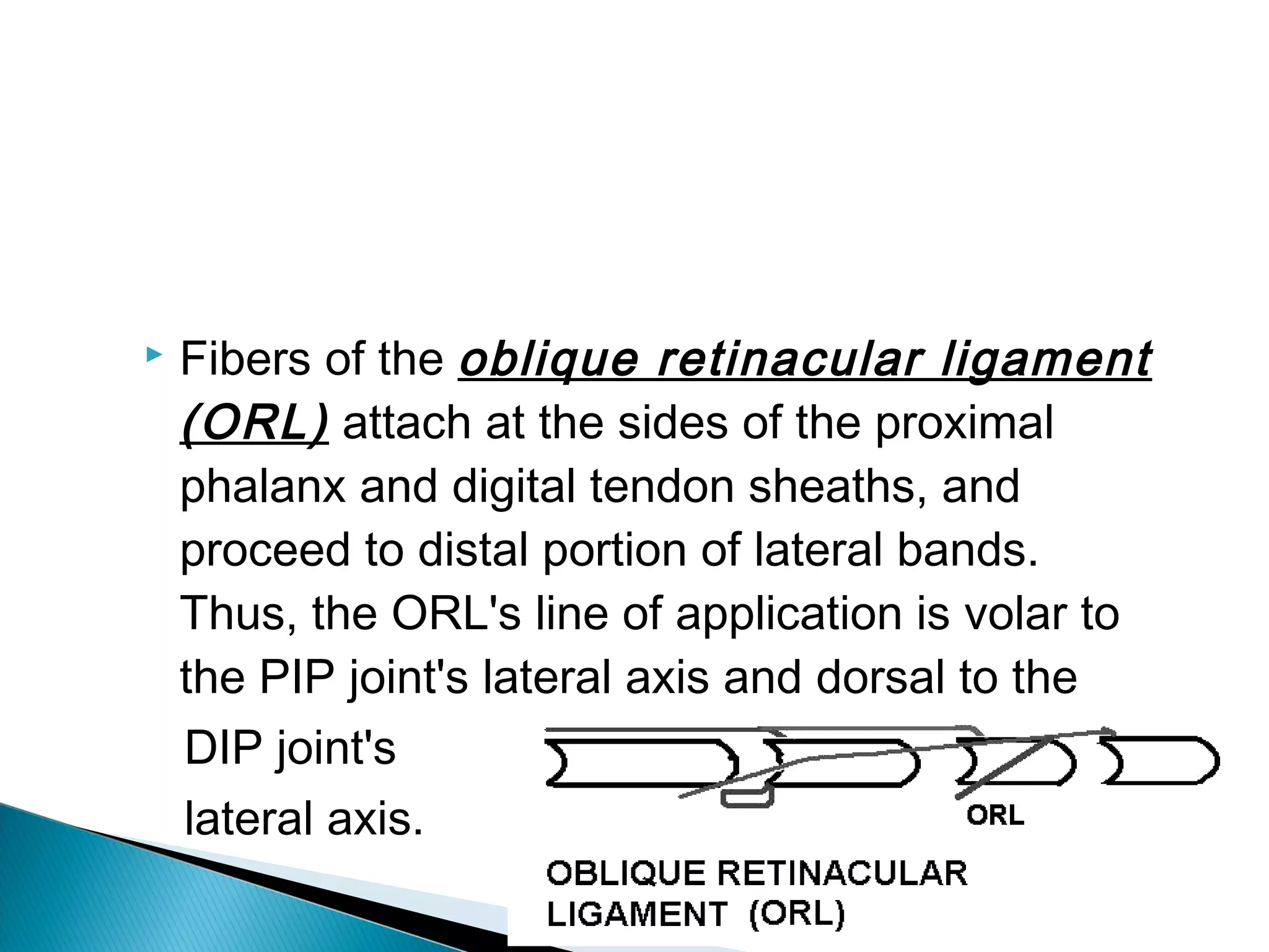 Extensor apparatus hand | PPT