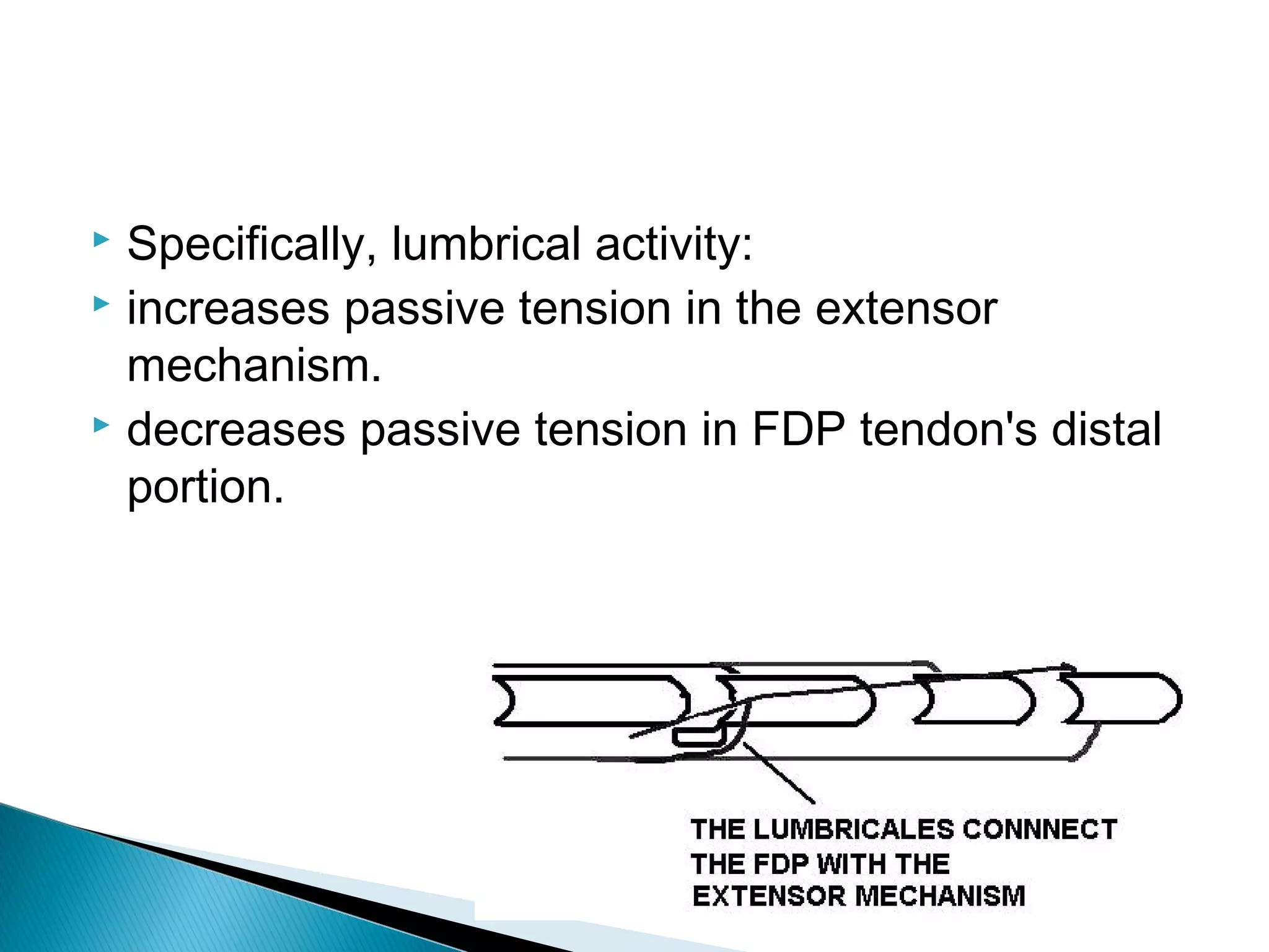 Extensor apparatus hand | PPT