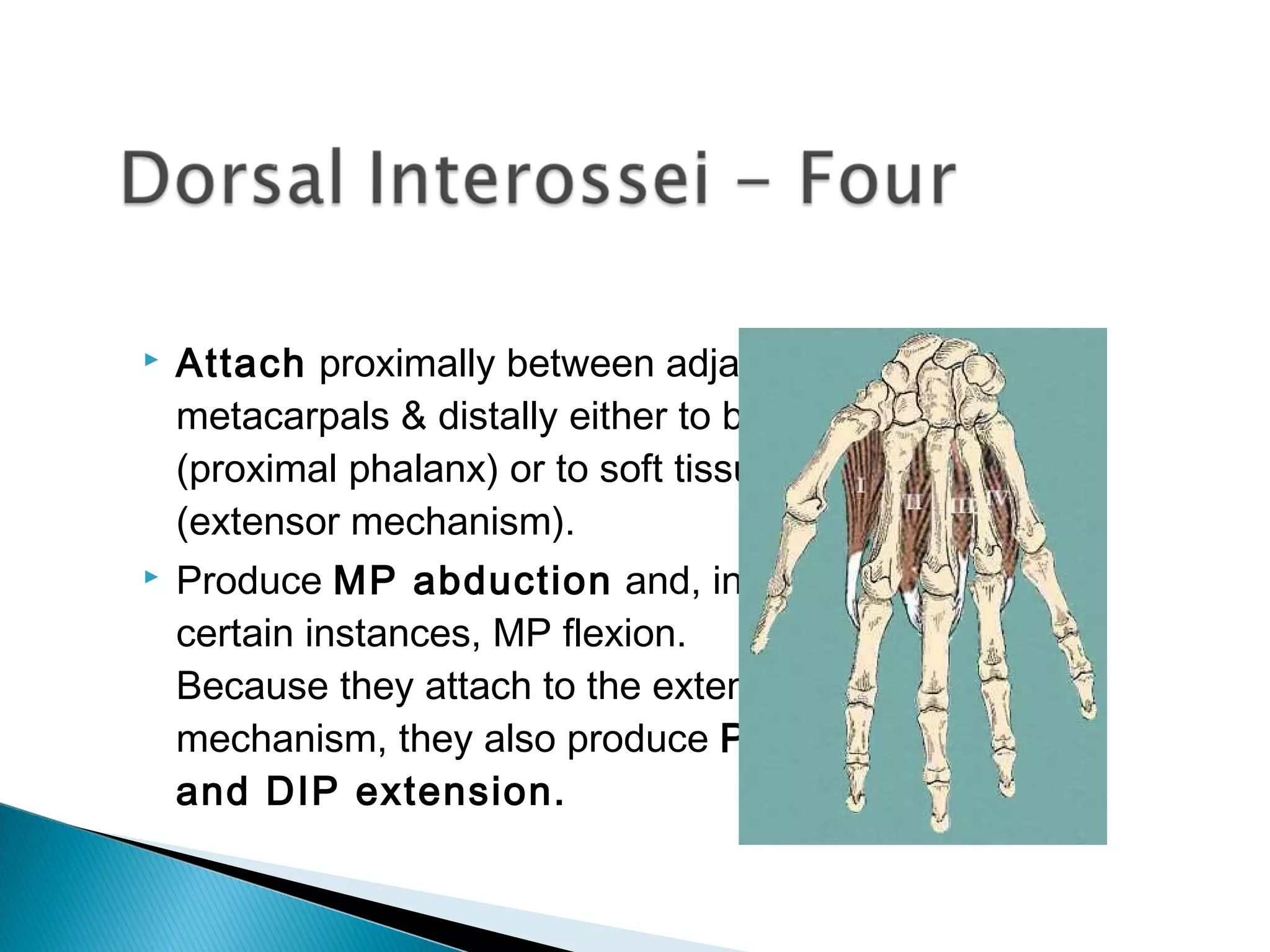 Extensor apparatus hand | PPT