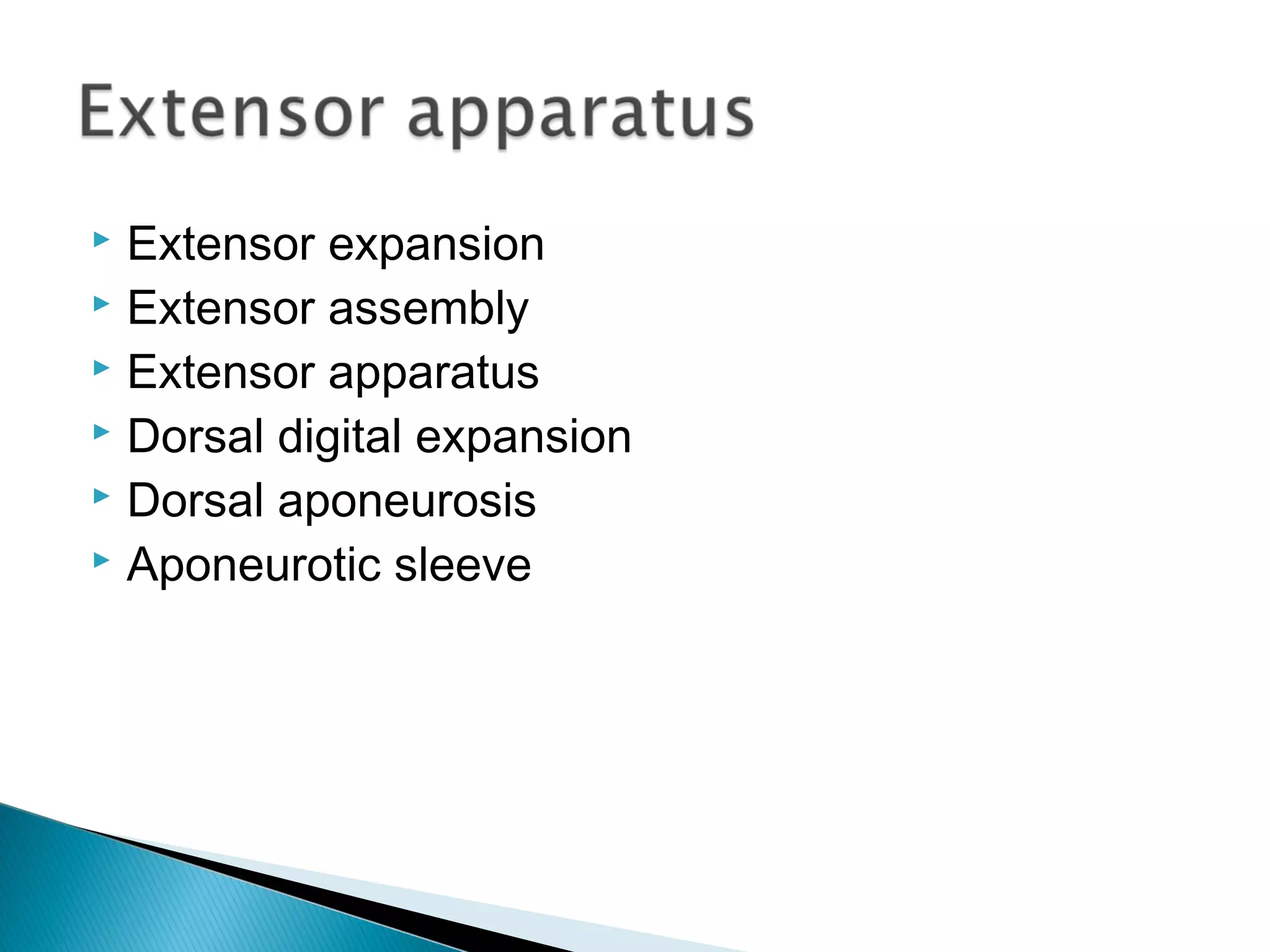 Extensor apparatus hand | PPT