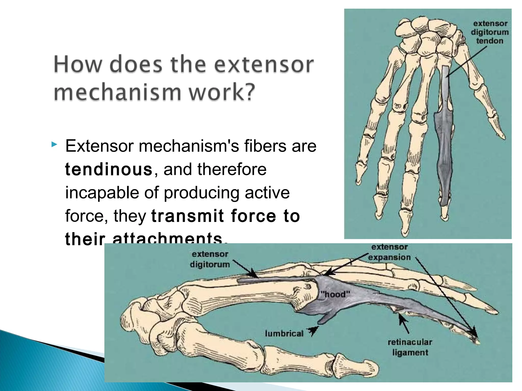 Extensor apparatus hand | PPT