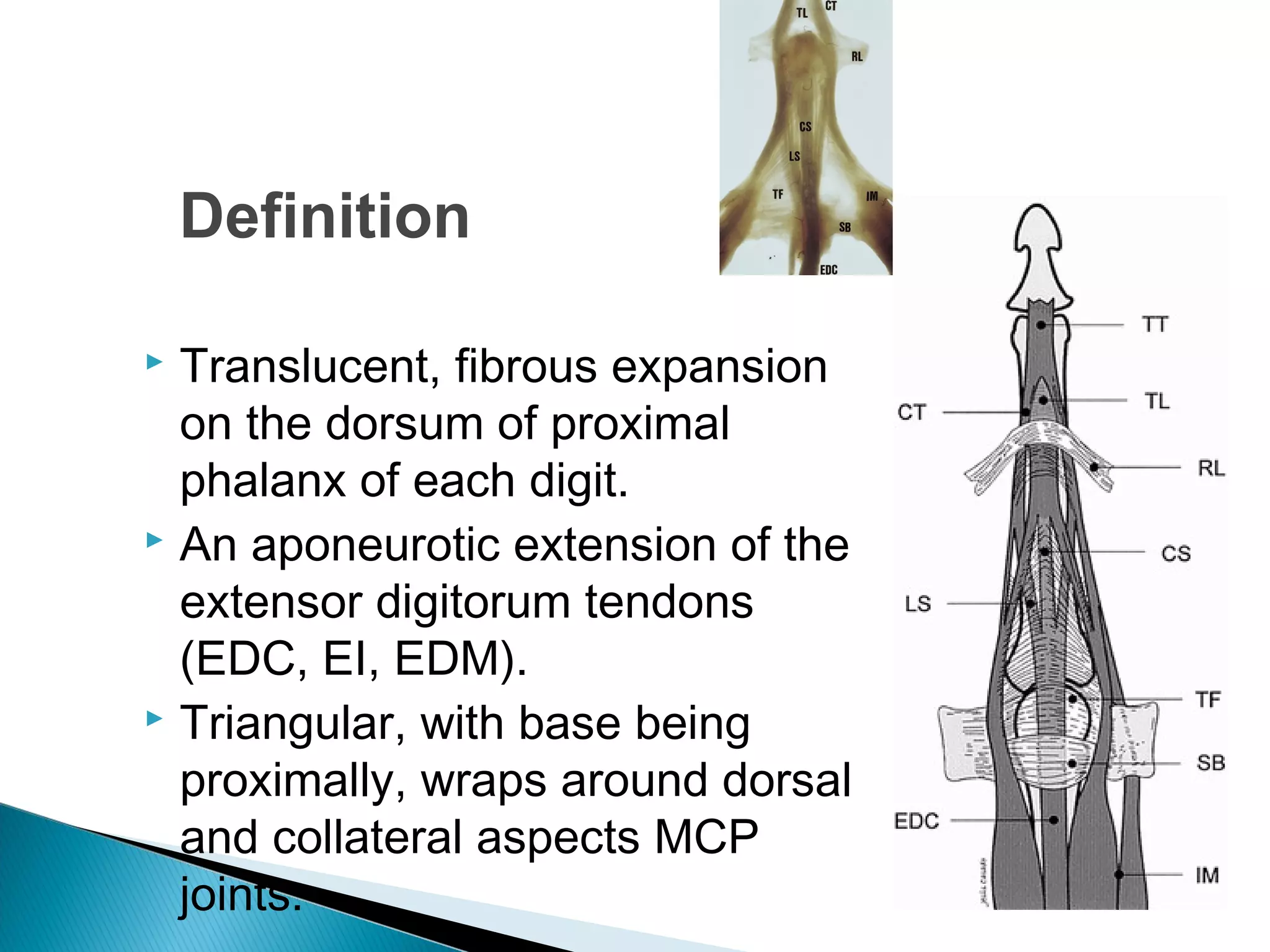 Extensor apparatus hand | PPT