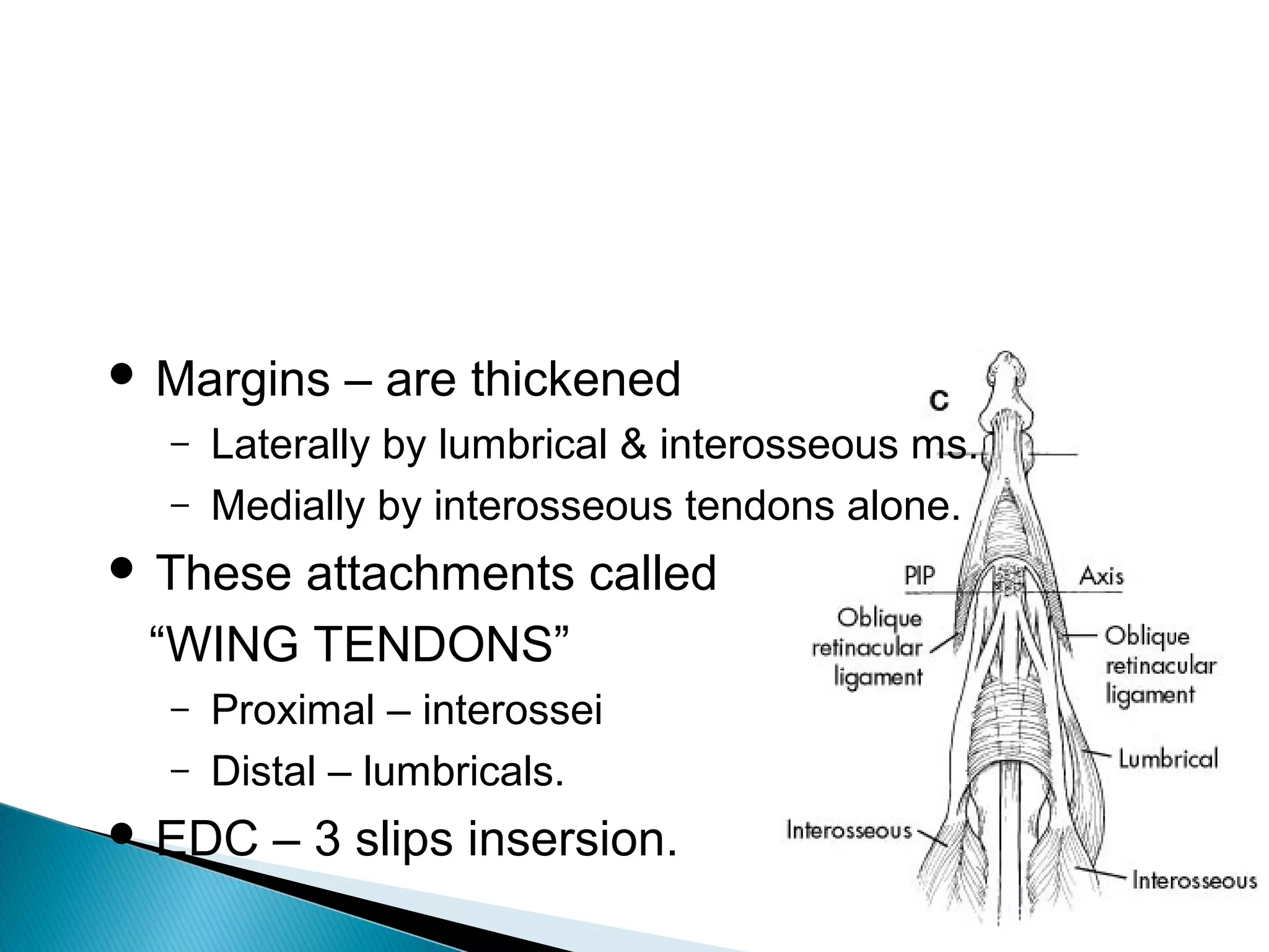 Extensor apparatus hand | PPT