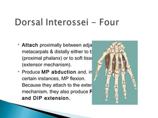Extensor apparatus hand | PPT