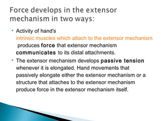 Extensor apparatus hand | PPT