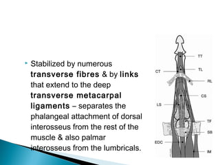 Extensor apparatus hand | PPT