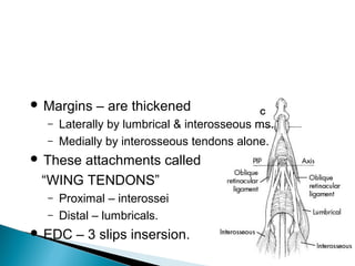 Extensor apparatus hand | PPT