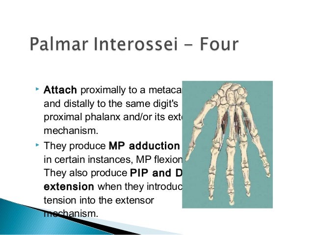 Extensor apparatus hand