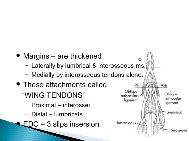Extensor Apparatus Hand