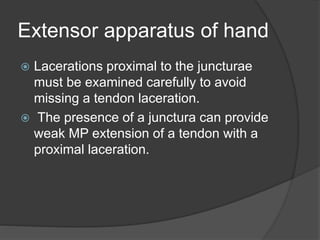 Extensorapparatusofhandinjuries | PPTX | Death, Injury, or Military ...
