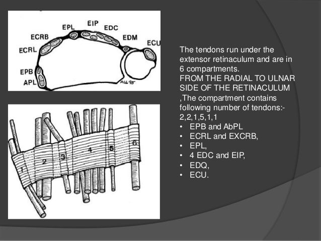 Extensorapparatusofhandinjuries