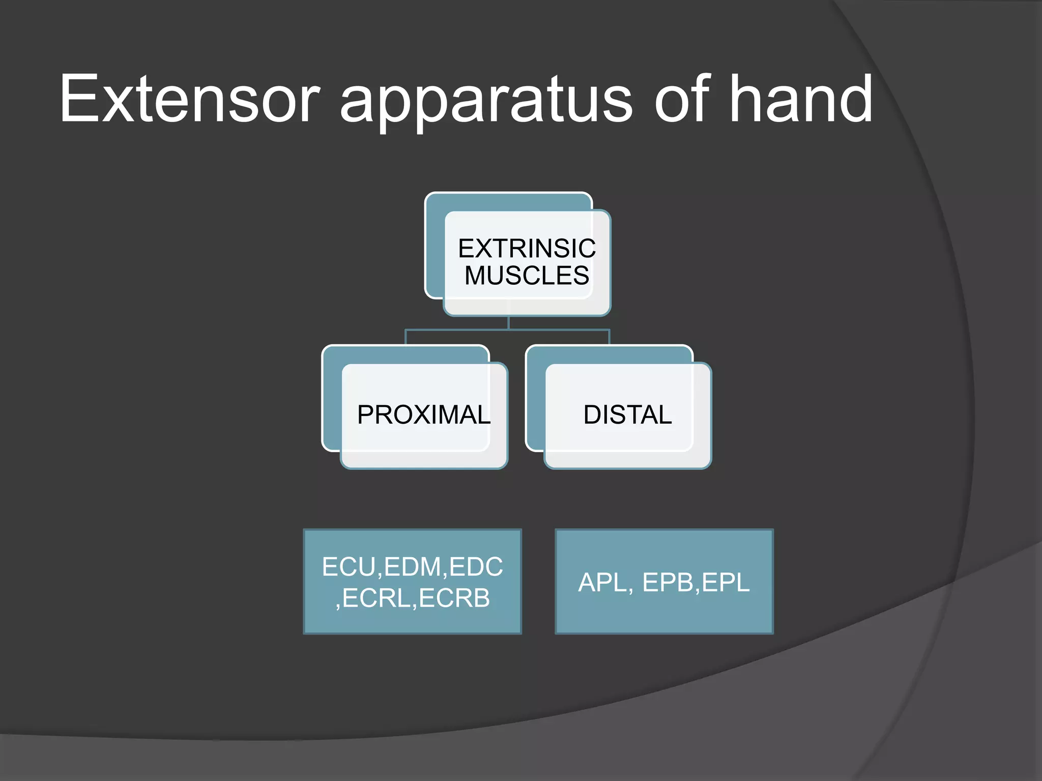 Extensor apparatus of hand injuries | PPTX | Death, Injury, or Military ...