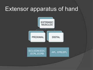 Extensor apparatus of hand injuries | PPTX