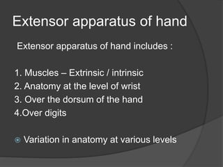 Extensor apparatus of hand injuries