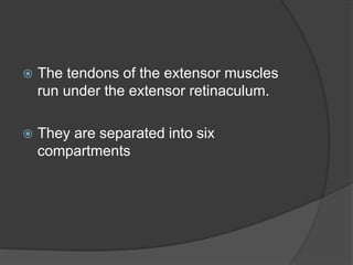 Extensor apparatus of hand injuries | PPT